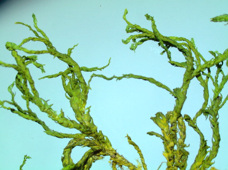 Anomodon attenuatus – Bryophytes of Hoxie Gorge