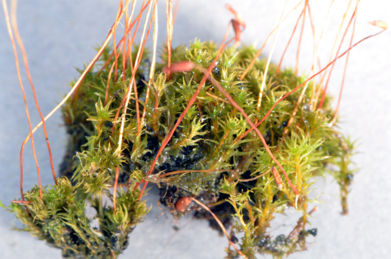Ceratodon purpureus – Bryophytes of Hoxie Gorge