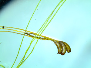 Dicranum polysetum – Bryophytes of Hoxie Gorge