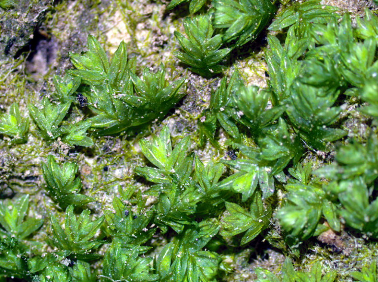Fissidens taxifolius – Bryophytes of Hoxie Gorge