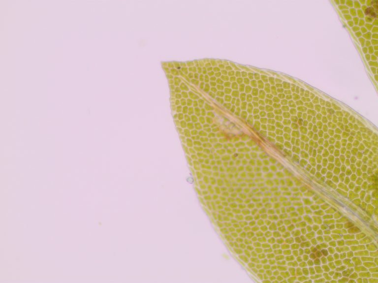 Acrocarpous Fissidens – Bryophytes of Hoxie Gorge