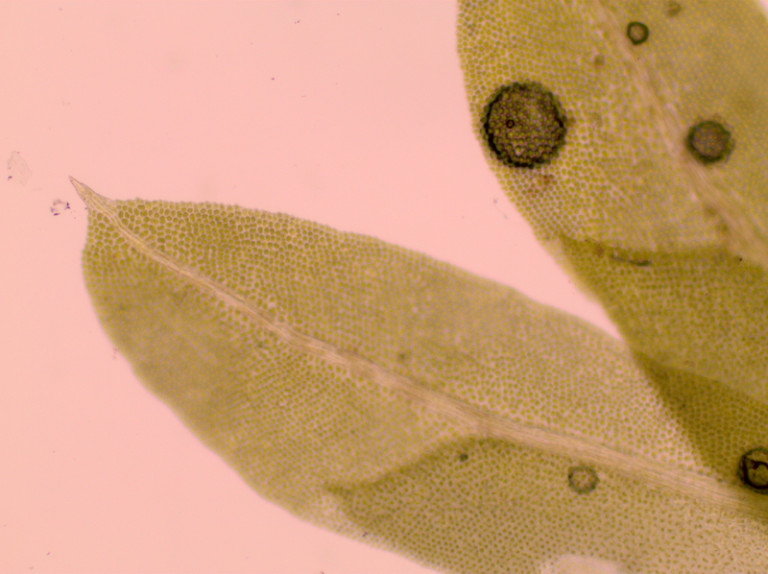 Acrocarpous Fissidens – Bryophytes of Hoxie Gorge