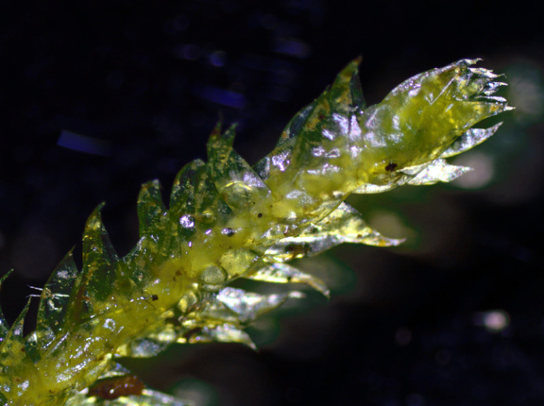 Fontinalis antipyretica – Bryophytes of Hoxie Gorge