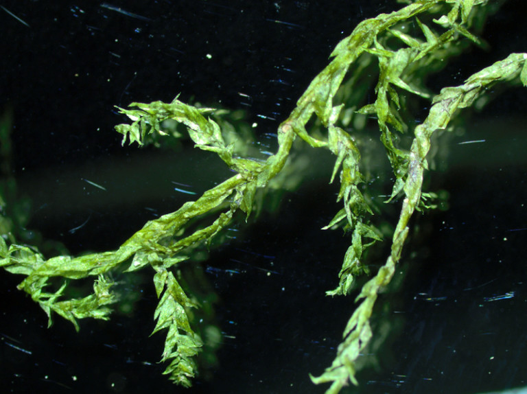 Leptodictyum riparium – Bryophytes of Hoxie Gorge