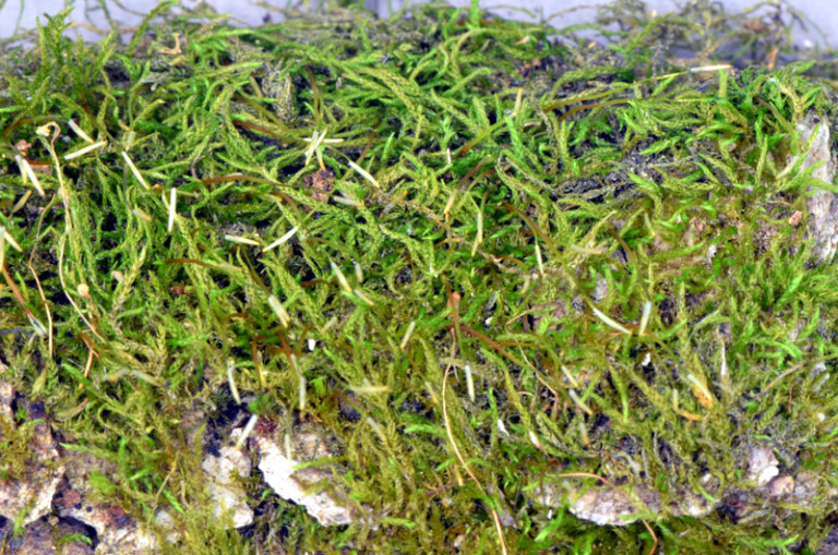 Leskeella nervosa – Bryophytes of Hoxie Gorge