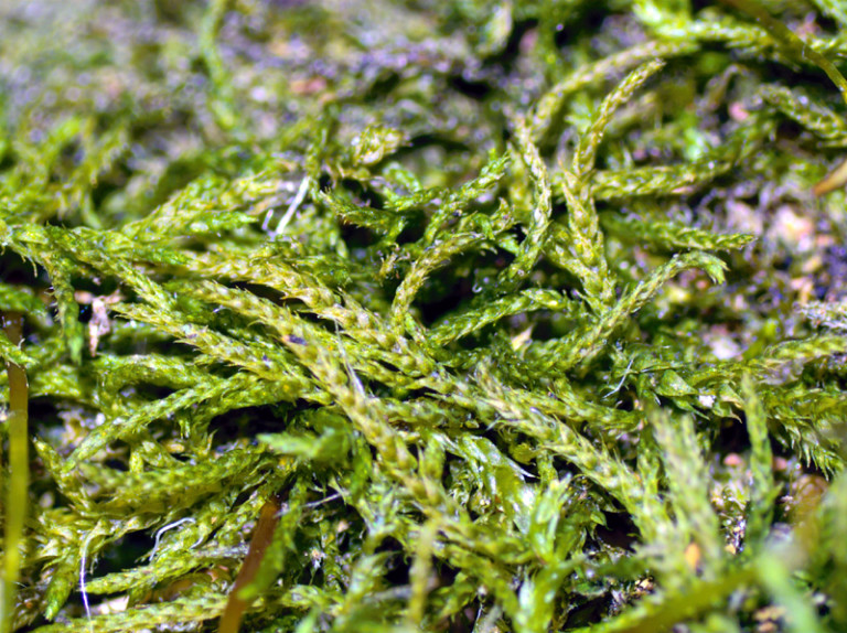 Leskeella nervosa – Bryophytes of Hoxie Gorge
