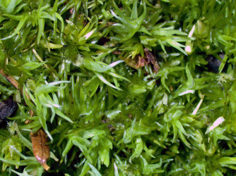 Leucobryum glaucum – Bryophytes of Hoxie Gorge