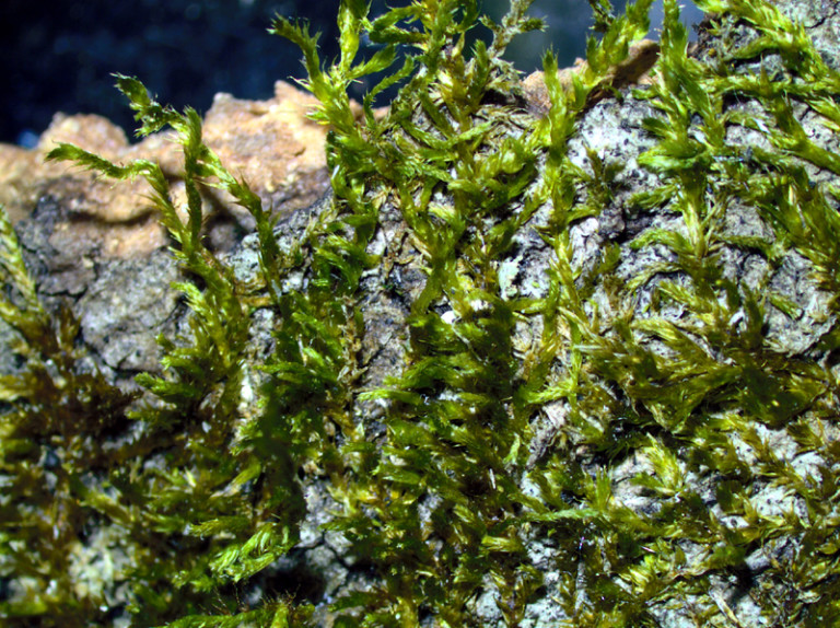 Platygyrium repens – Bryophytes of Hoxie Gorge