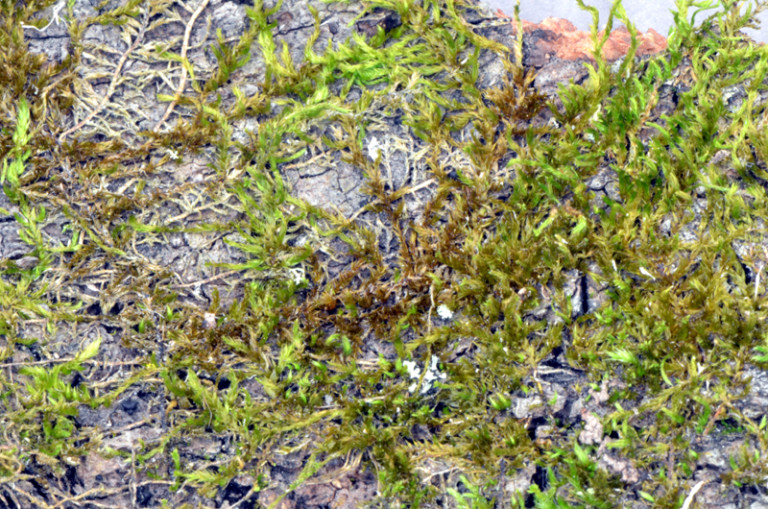 Platygyrium repens – Bryophytes of Hoxie Gorge