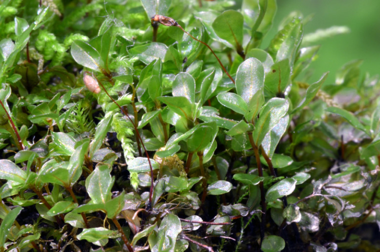 Mnium – Bryophytes of Hoxie Gorge