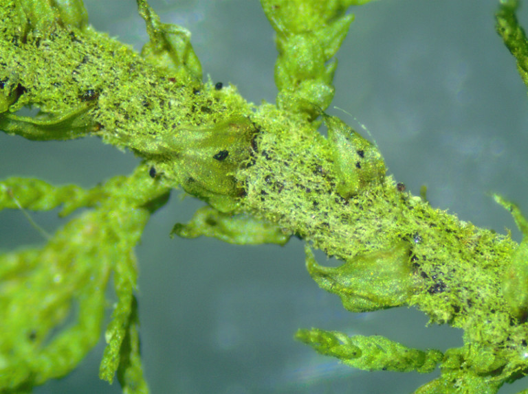Thuidium delicatulum – Bryophytes of Hoxie Gorge