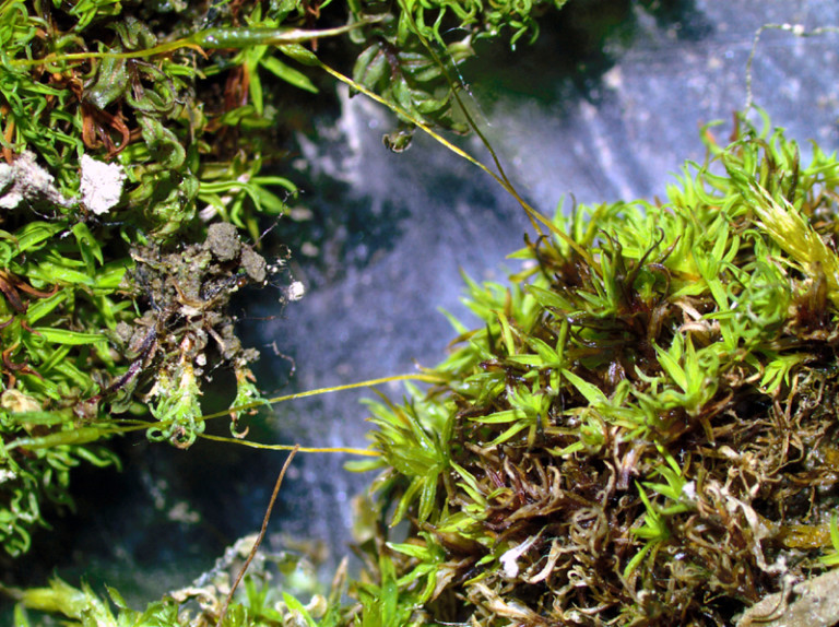 Weissia controversa – Bryophytes of Hoxie Gorge