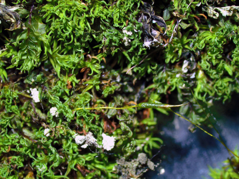 Weissia controversa – Bryophytes of Hoxie Gorge