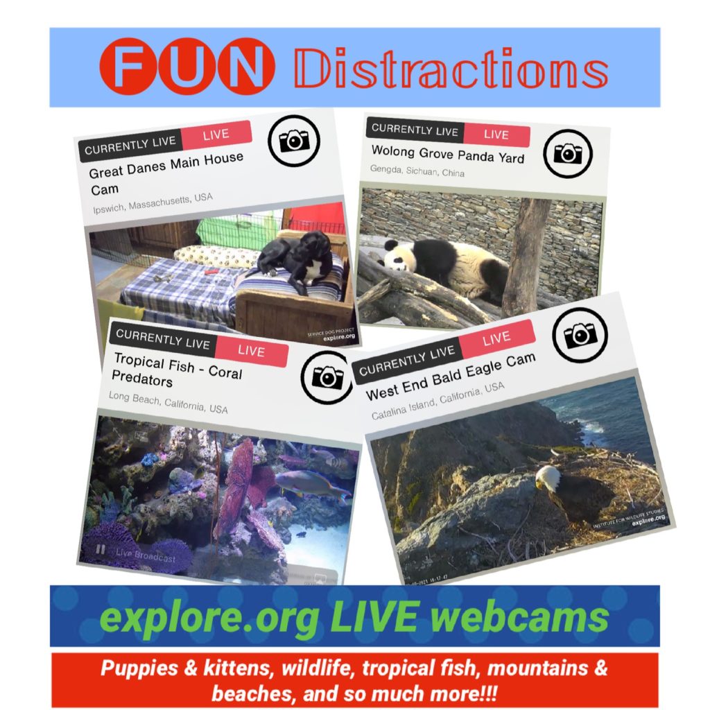 Fun Distraction: Explore.org | Library