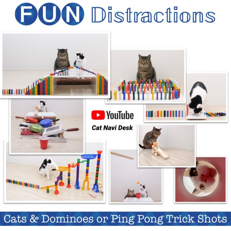 Fun Distraction: Cats & Dominoes | Library