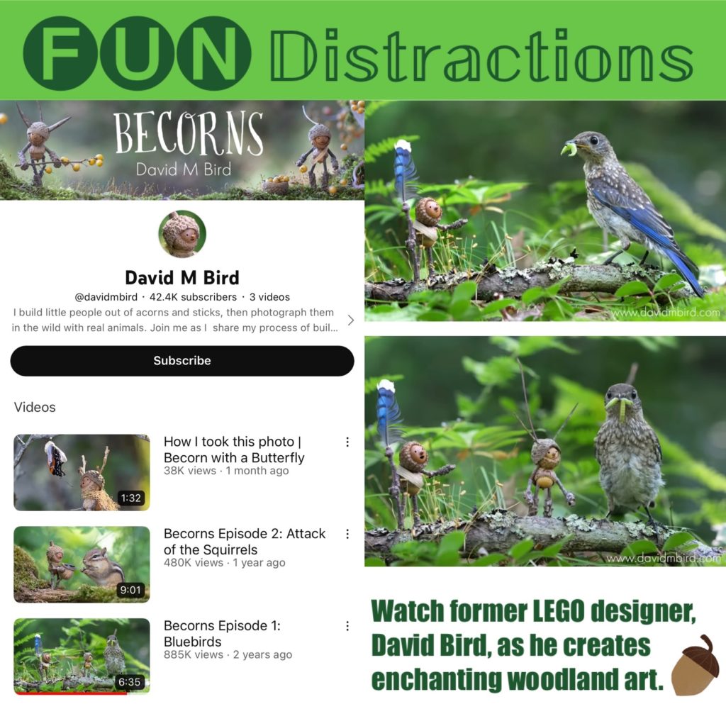 Fun Distractions: Becorns | Library