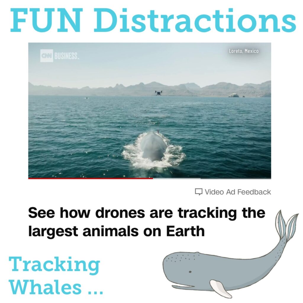 Fun Distraction: Tracking Whales | Library